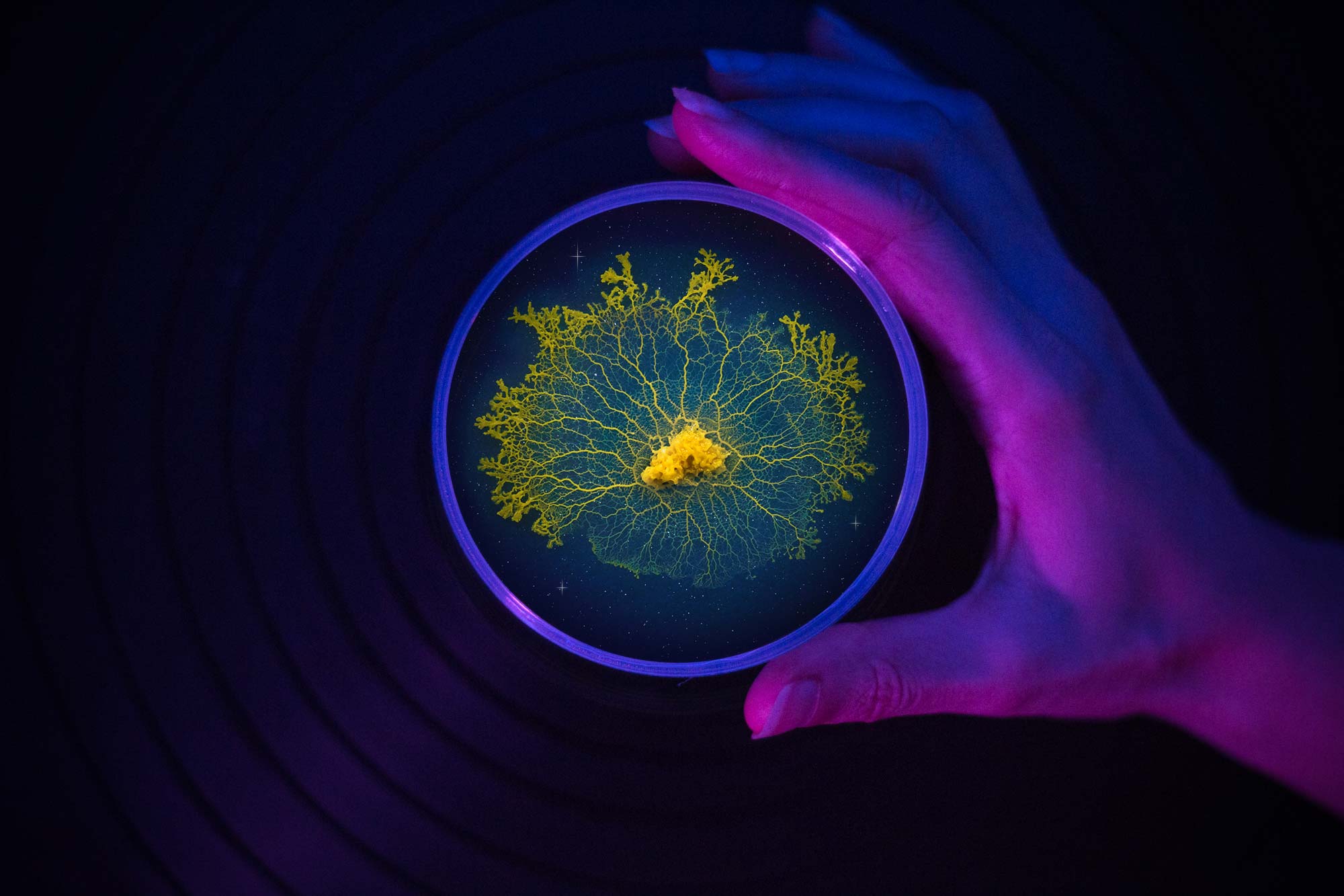 Blob experiments - The Blob Lab