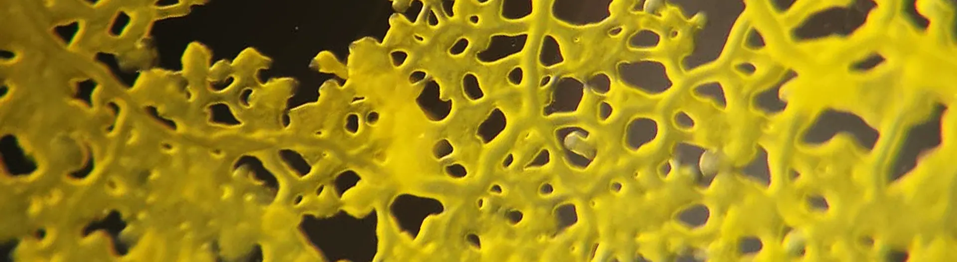 The Blob's FAQ - The Blob Lab