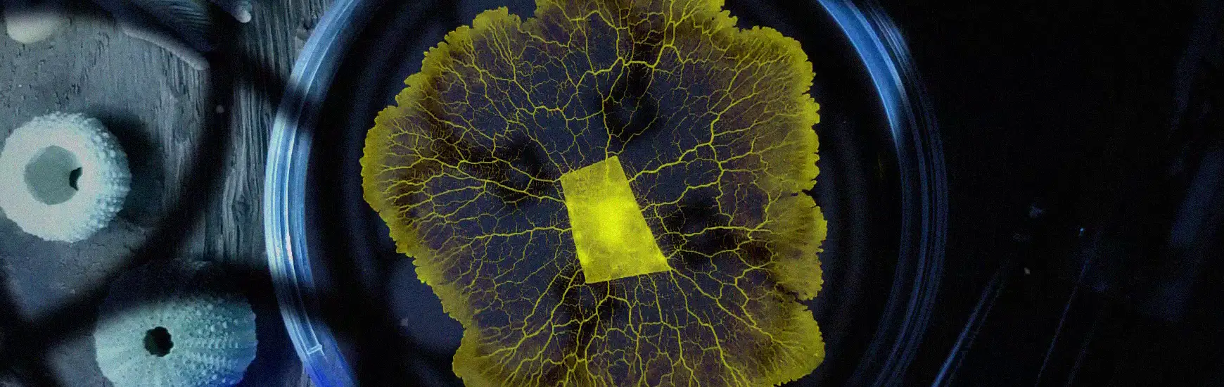 How to wake up a blob? Guide du débutant - The Blob Lab